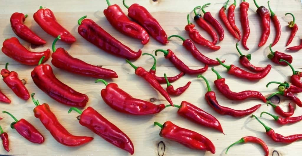5 Tips For Growing Perfect Peppers | Homemade Food Junkie